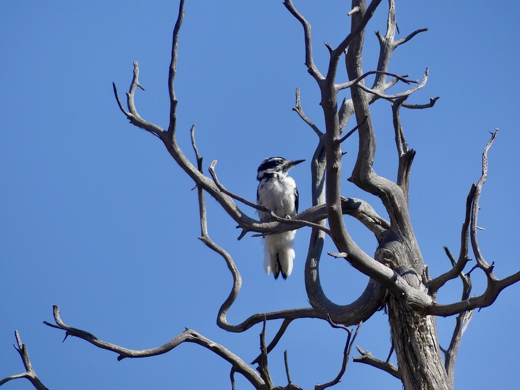 eBird Checklist - 16 Aug 2023 - Natural Bridges NM - 6 species