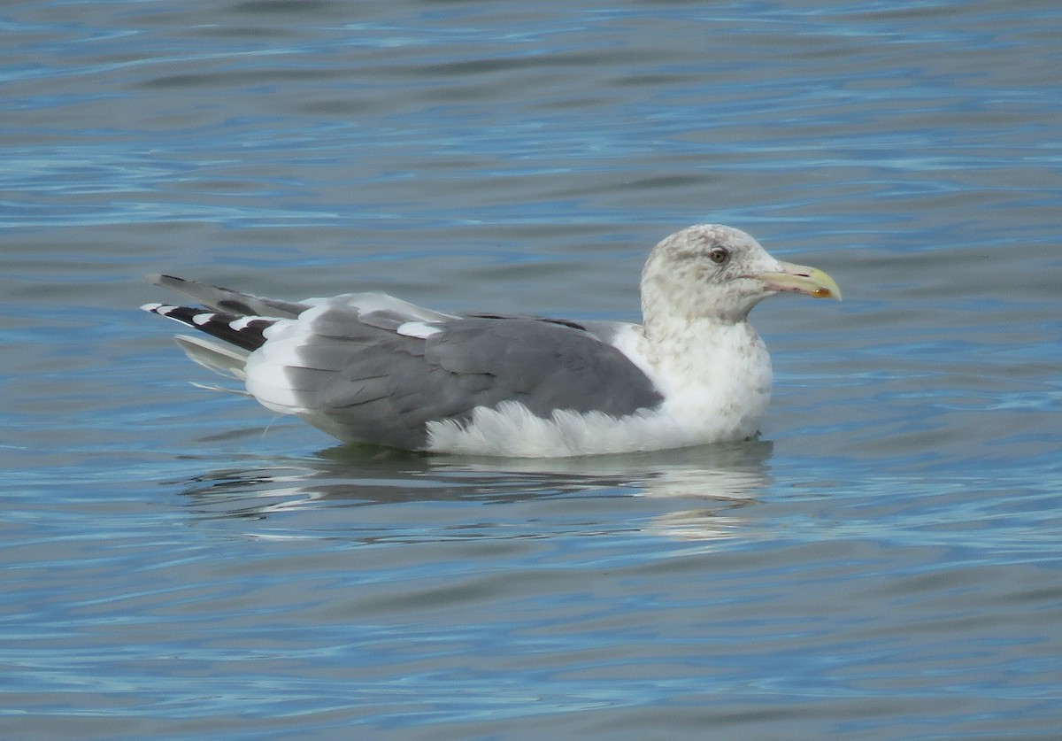 ML612546370 - Slaty-backed Gull - Macaulay Library