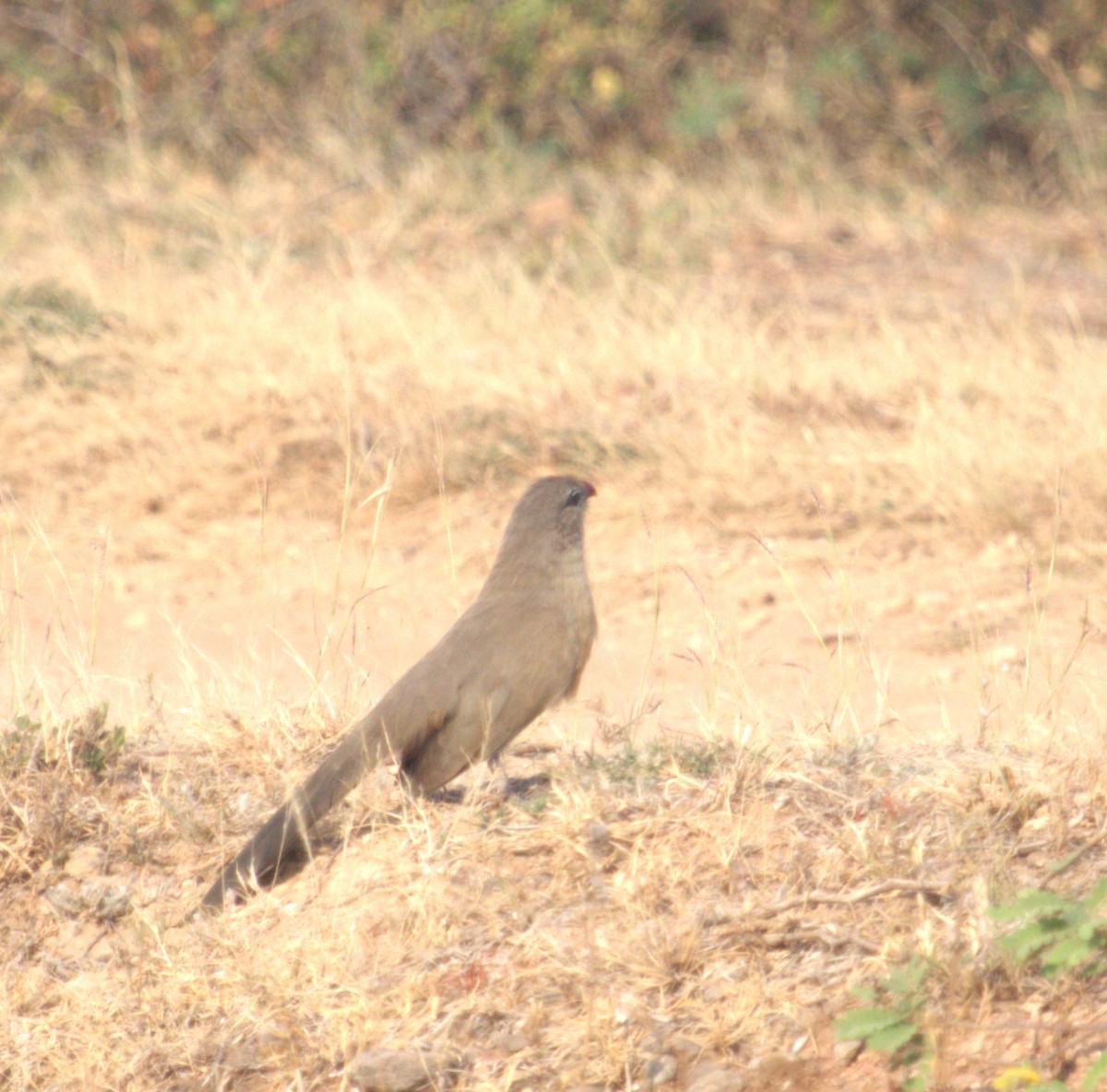 eBird Checklist - 16 Nov 2023 - Wadhwan, Surendranagar IN-GJ 22.67919 ...