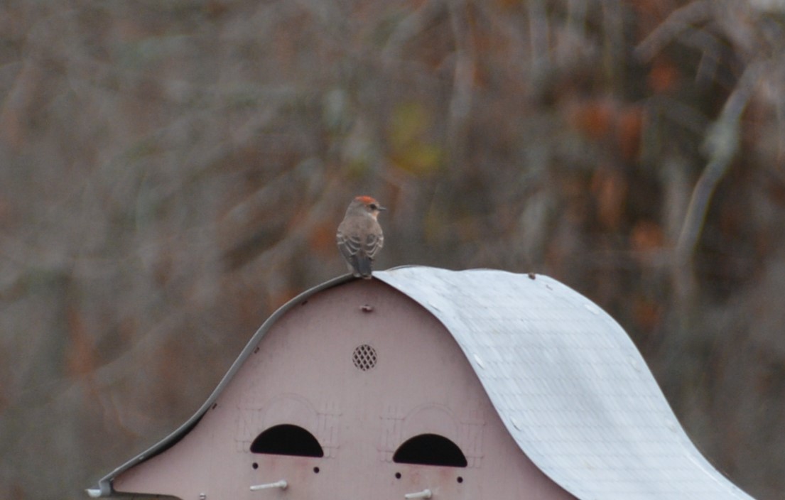 eBird Checklist - 22 Dec 2023 - Hart Rd inside CBC circle between LA 9 ...