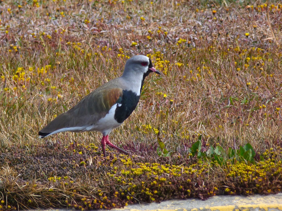 eBird Checklist - 15 Dec 2023 - Punta Arenas--Costanera norte - 7 species