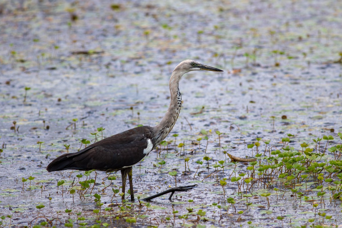 eBird Checklist - 20 Nov 2023 - Mareeba Wetlands Gate - 6 species