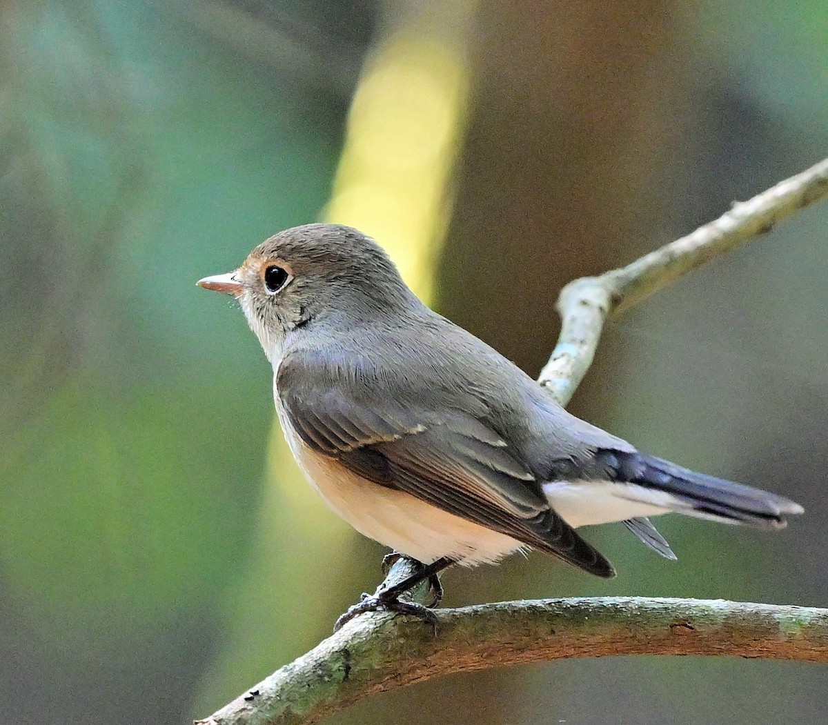 ML612589381 - Red-breasted Flycatcher - Macaulay Library