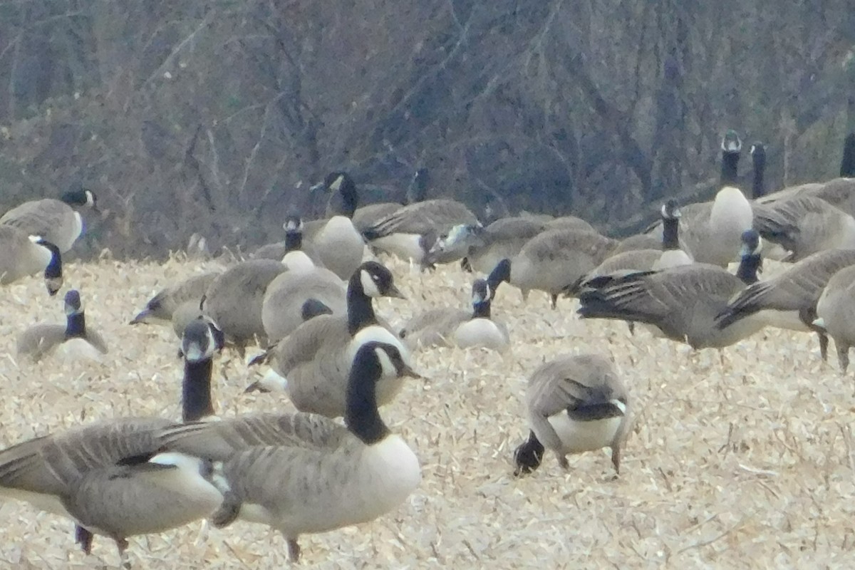 eBird Checklist - 24 Dec 2023 - Maple Point School Field - 17 species ...