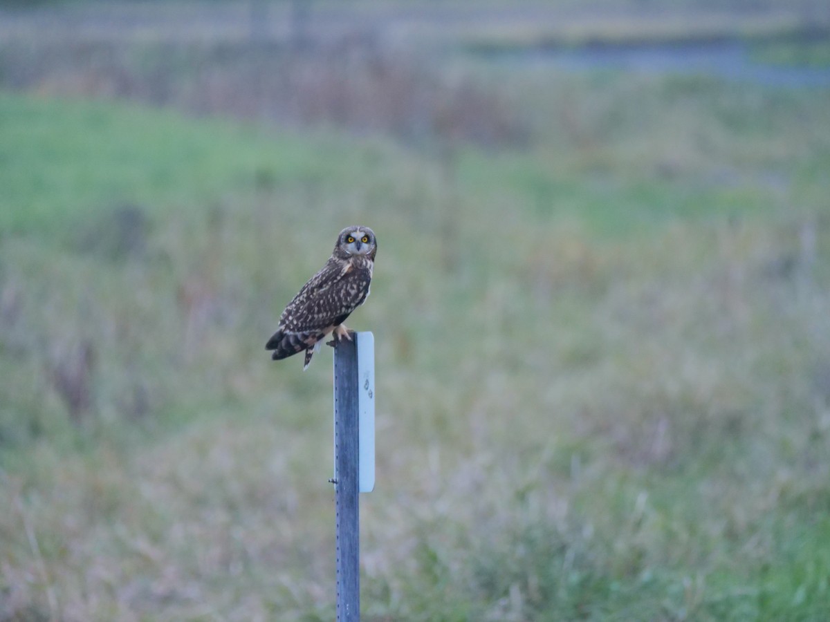 eBird Checklist - 5 Nov 2023 - Ridgefield NWR - 1 species