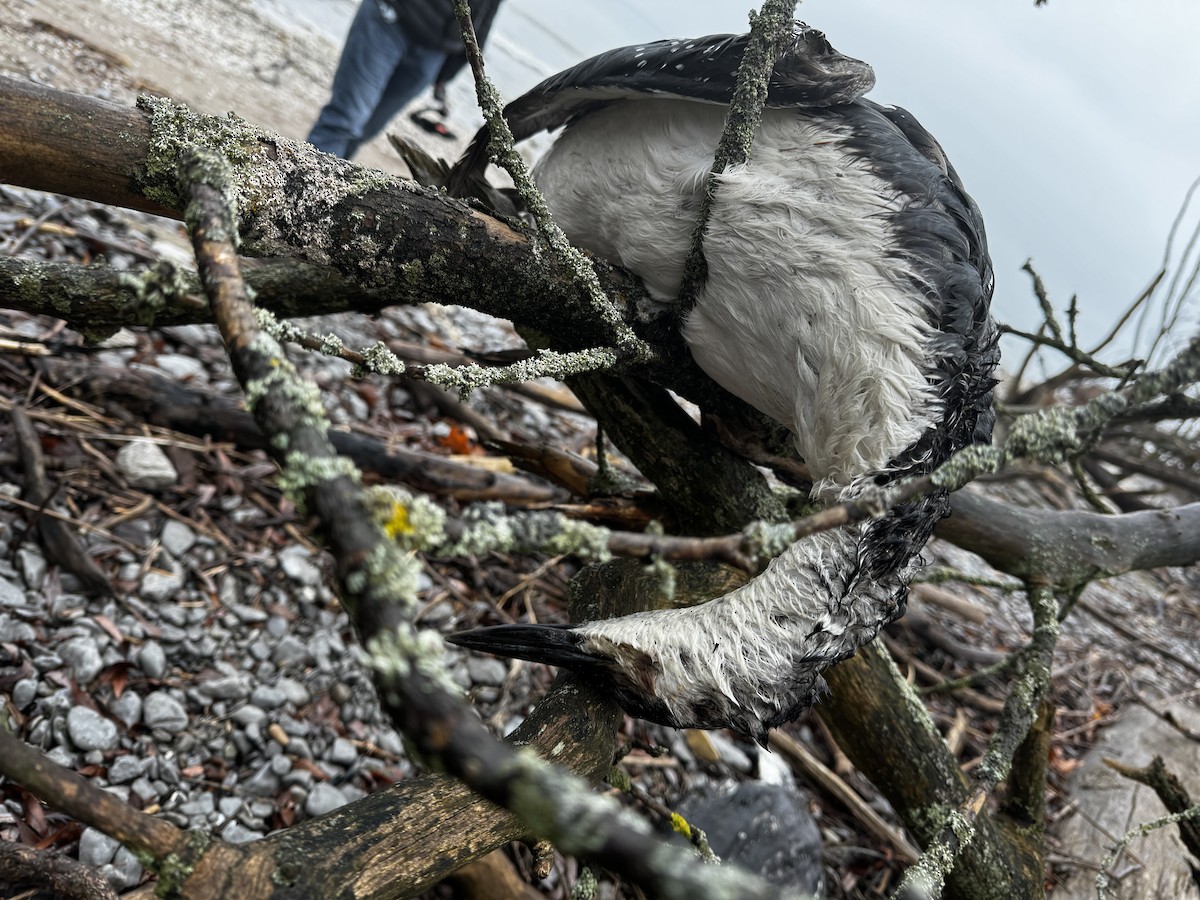 ML612613718 - Common Loon - Macaulay Library