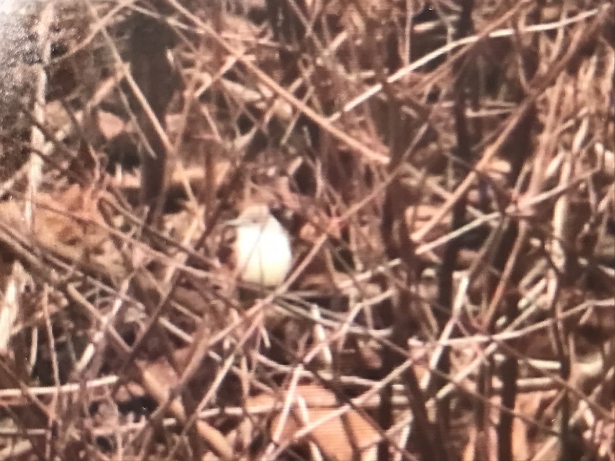 eBird Checklist - 25 Dec 2023 - Schuylkill River Trail Thun Trail ...