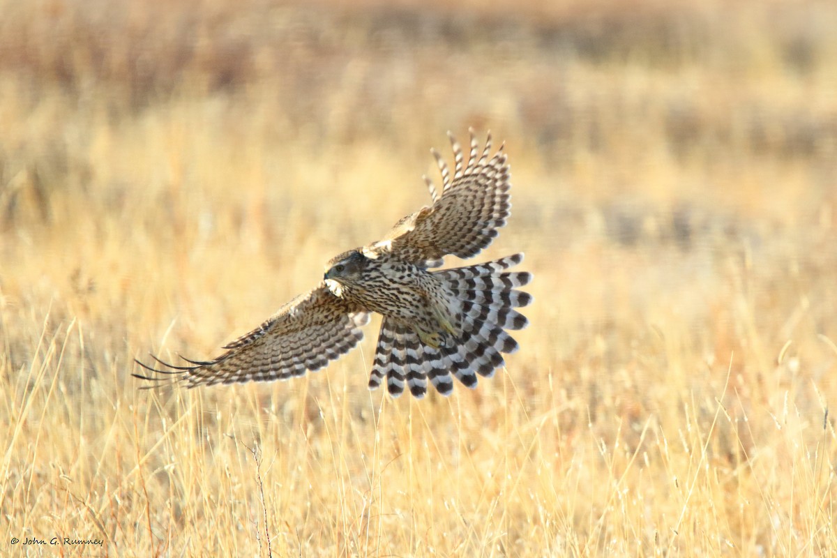 ML612632899 - American Goshawk - Macaulay Library