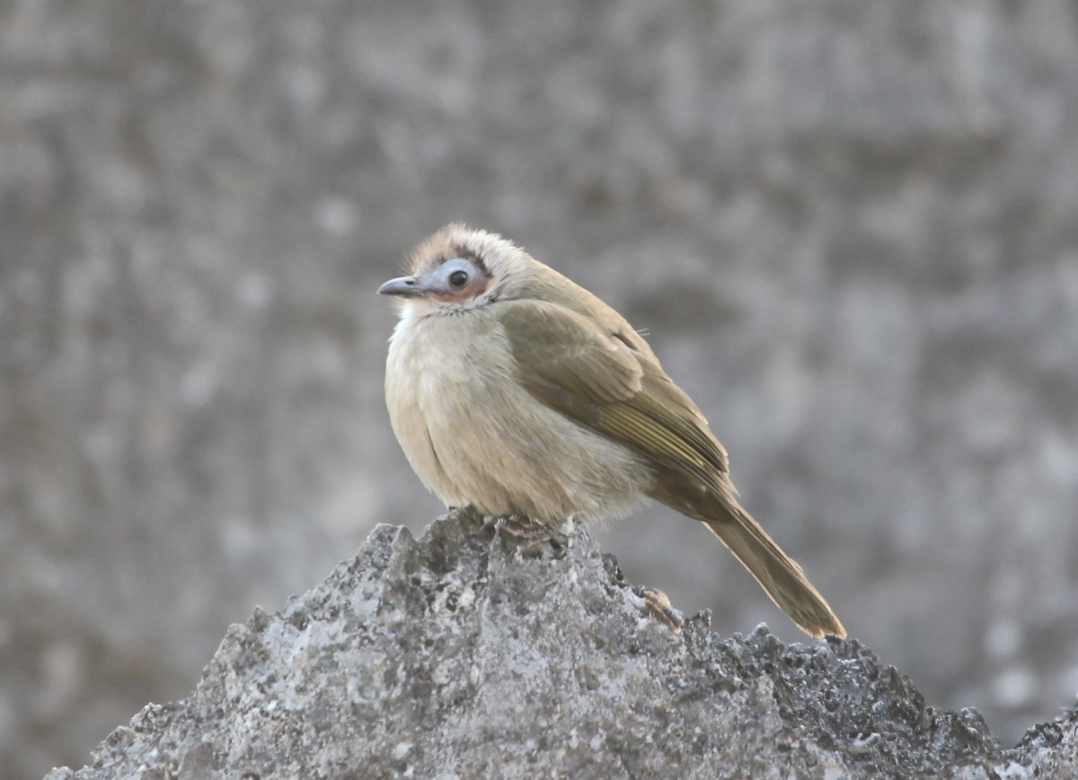 eBird Checklist - 22 Dec 2023 - Phou Pha Marn--The Rock Viewpoint - 5 ...