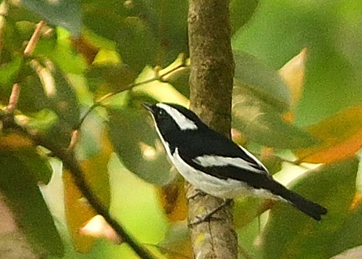 eBird Checklist - 26 Dec 2023 - Gambegre, West Garo Hills IN-ML 25. ...