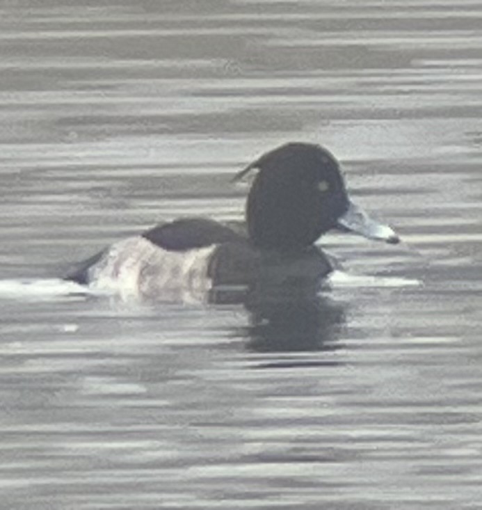 eBird Checklist - 26 Dec 2023 - 1–5 Harbor Rd, Head of the Harbor US-NY ...