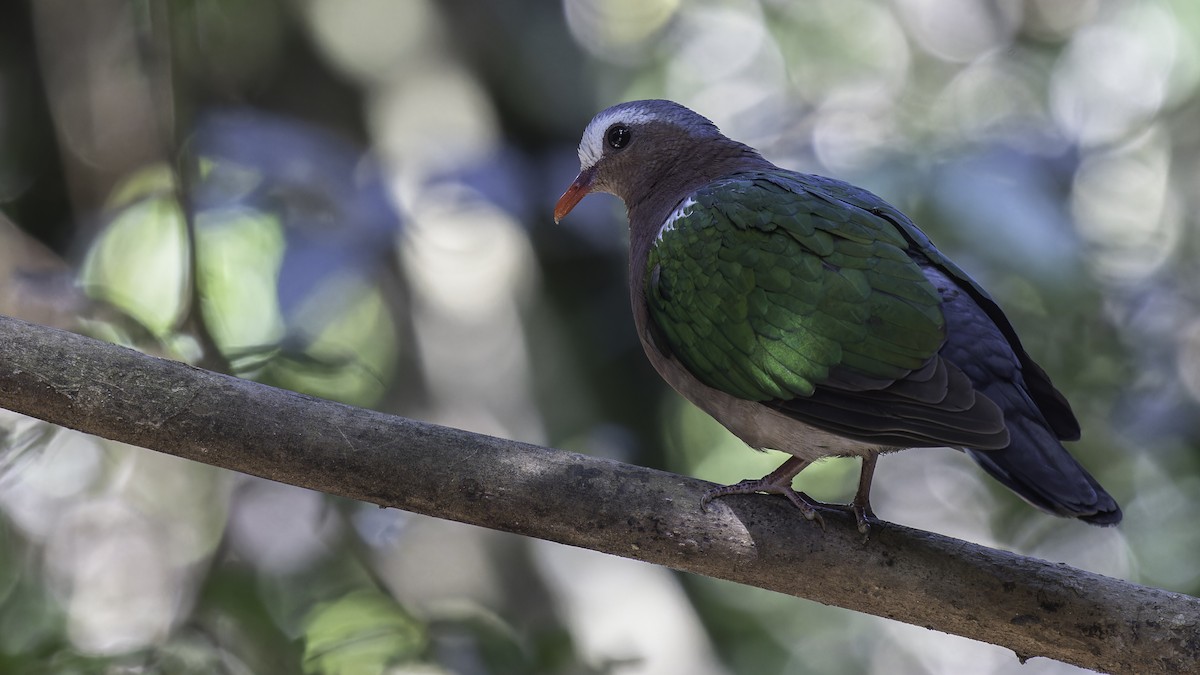 eBird Checklist - 27 Dec 2023 - Prasat, Varin KH-Siem Reap 13.74660 ...