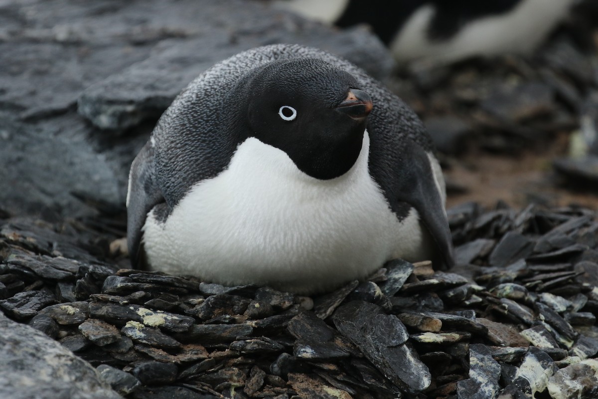 ML612753083 - Adelie Penguin - Macaulay Library