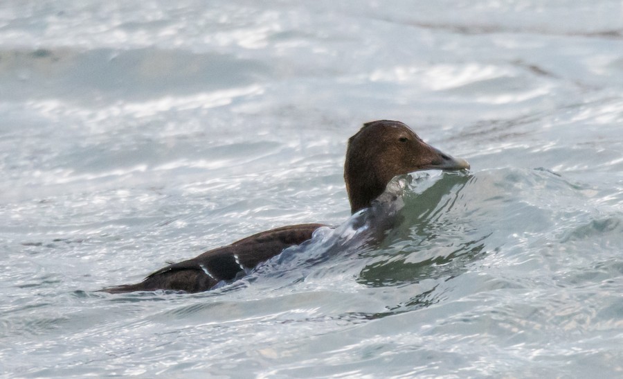 Common Eider (Faeroe Is.) - eBird