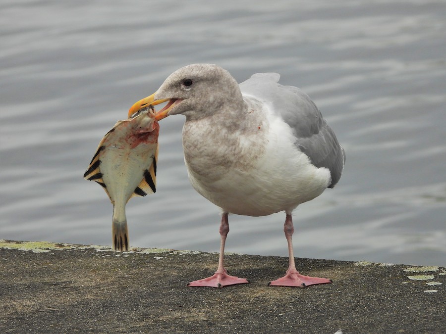 Western/Glaucous-winged Gull - eBird