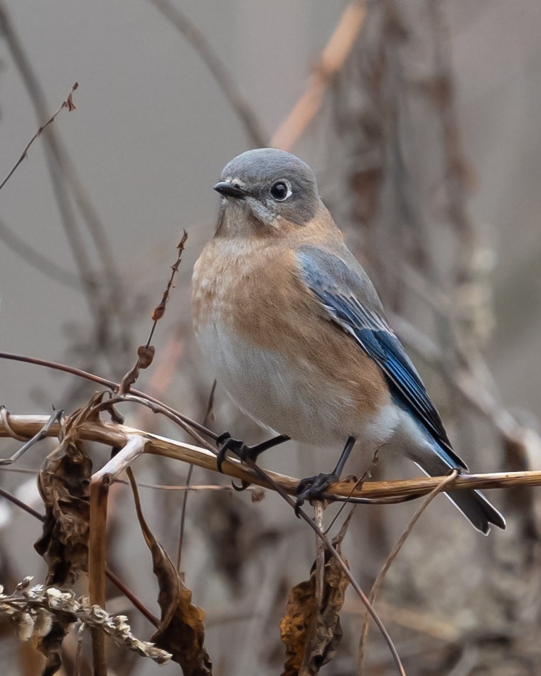 eBird Checklist - 28 Dec 2023 - Hoback Park - 26 species