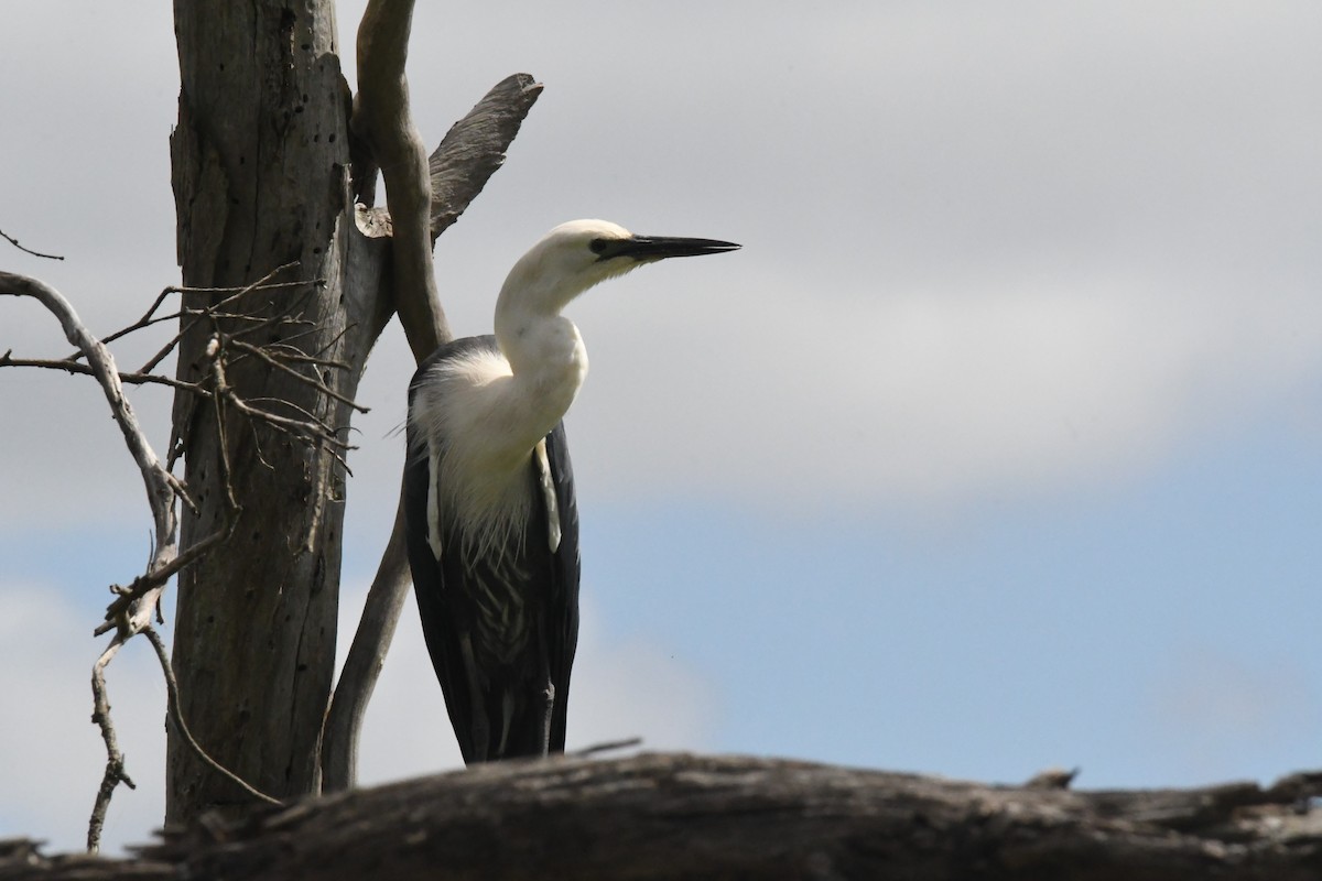 eBird Checklist - 29 Dec 2023 - Yarra Valley Trail, Lilydale to ...