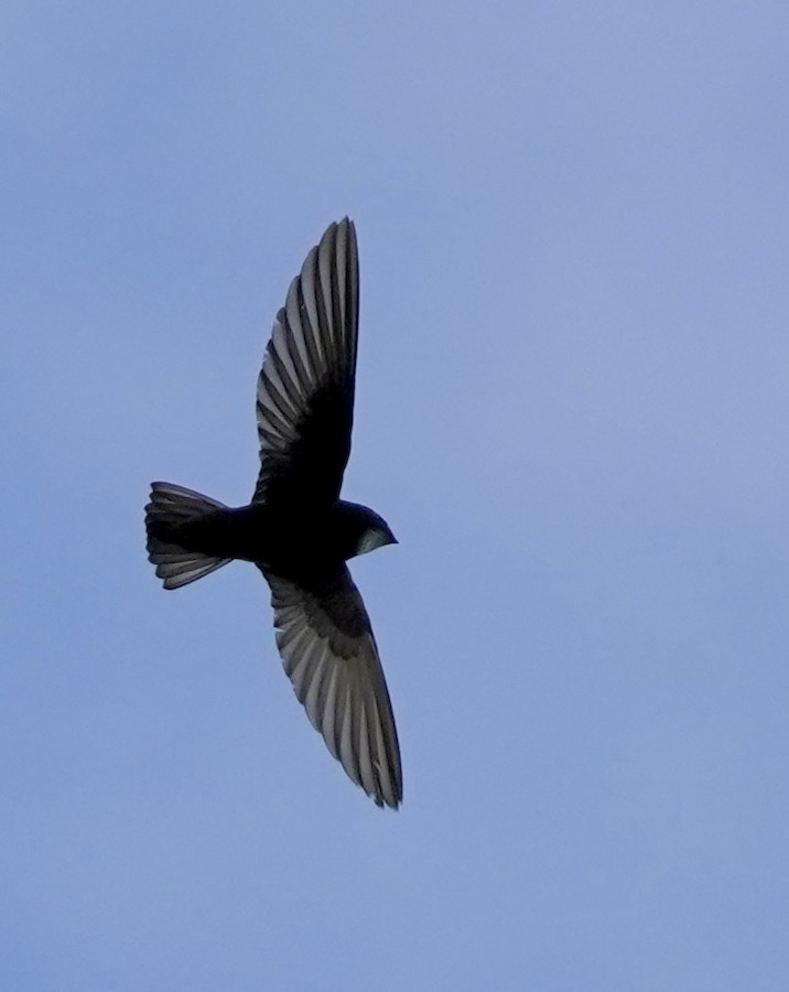 Little Swift (Indian) - eBird