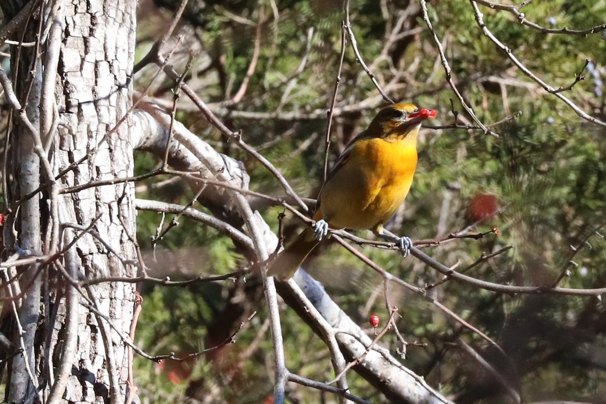eBird Checklist - 29 Dec 2023 - Eno's Pond Park - 18 species
