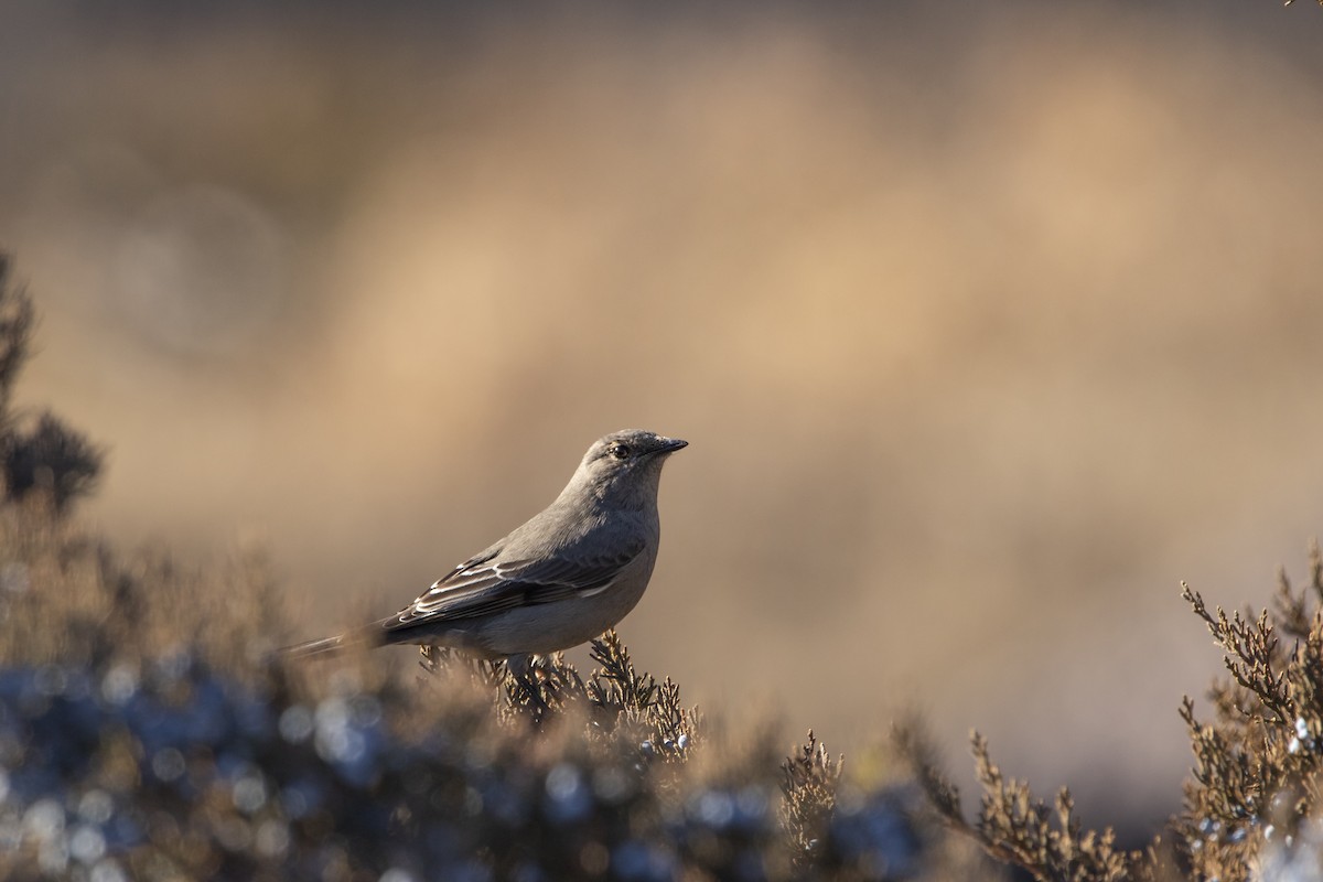 eBird Checklist - 29 Dec 2023 - Kaposia Landing - 9 species