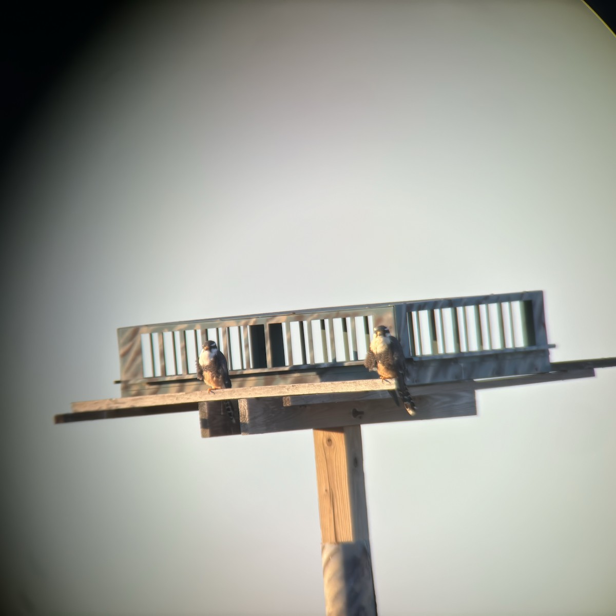 eBird Checklist - 29 Dec 2023 - Mustang Island SP—Aplomado Falcon ...