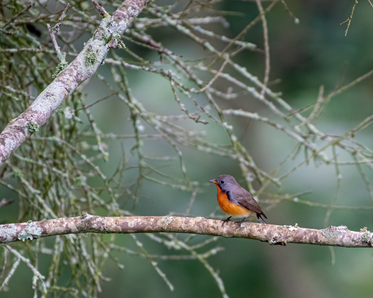 ML612827290 - Kashmir Flycatcher - Macaulay Library