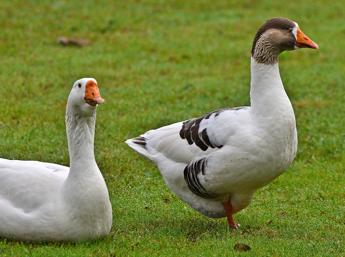 ML612831539 - Graylag x Swan Goose (hybrid) - Macaulay Library