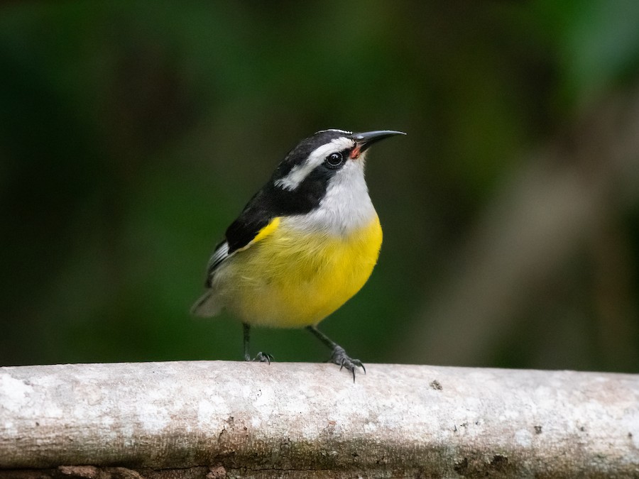 Bananaquit (Greater Antillean) - eBird