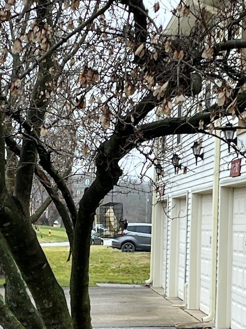 eBird Checklist - 30 Dec 2023 - Alpha "Hot Rod Heaven" neighborhood KY ...