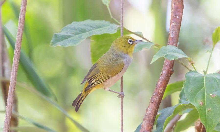 Окулярникові sp. - eBird