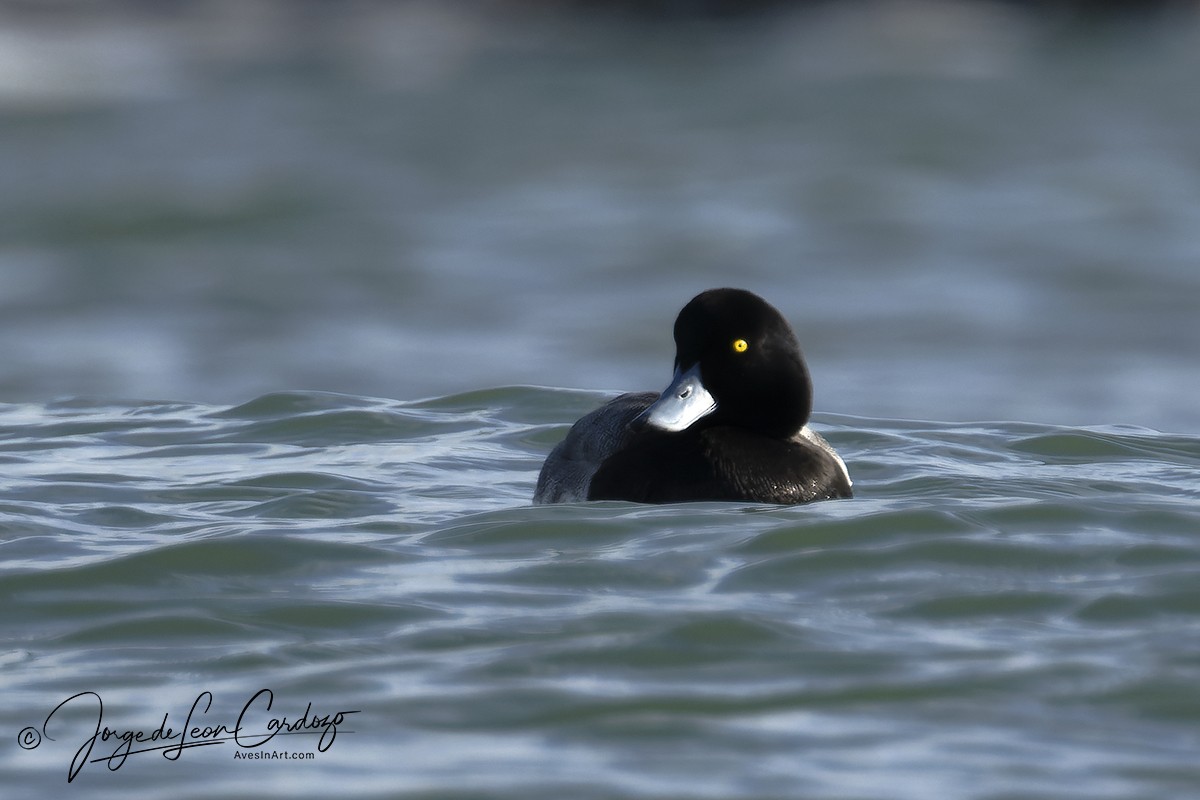 eBird Checklist - 30 Dec 2023 - Sachuest Point NWR - 23 species (+1 ...