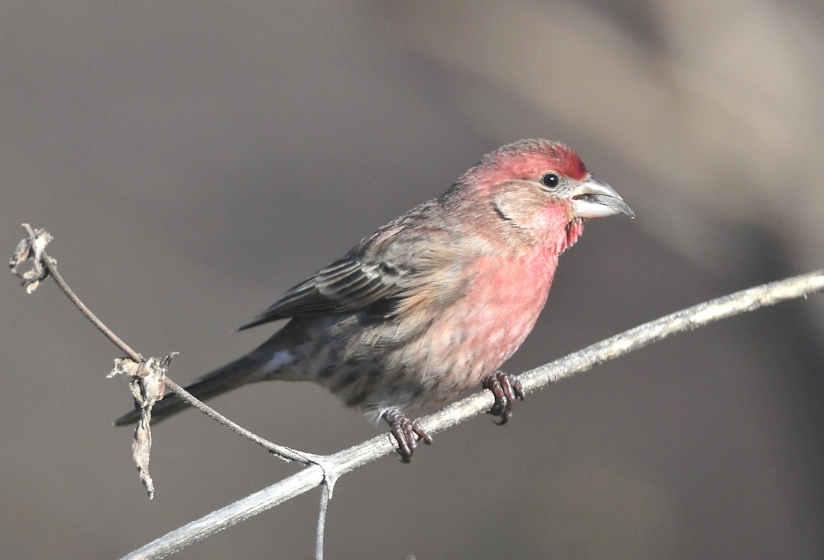 eBird Checklist - 31 Dec 2023 - *Links Mills School House List - 11 species