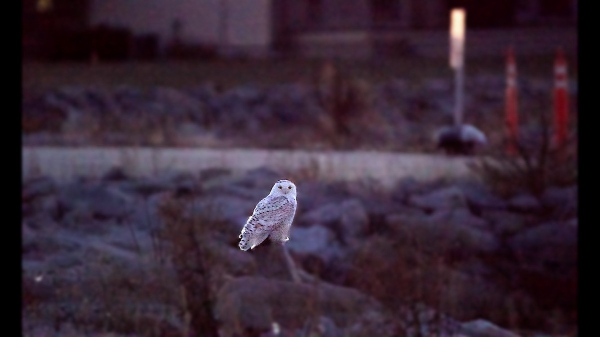 eBird Checklist - 30 Dec 2023 - Splinter Causeway - 3 species