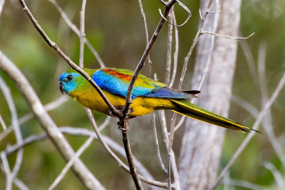 eBird Checklist - 1 Jan 2024 - Noosa NP--Emu Swamp section - 24 species