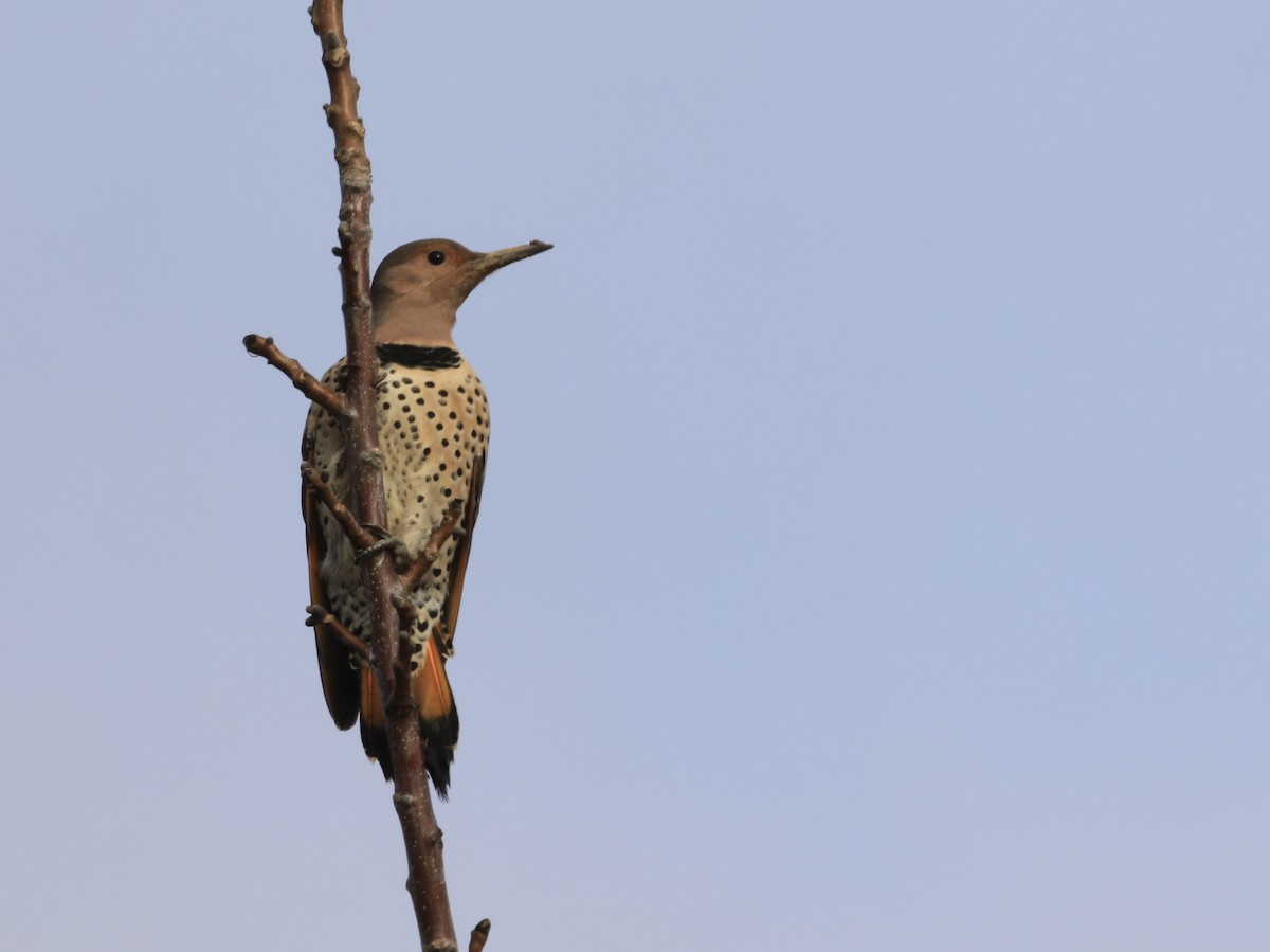 eBird Checklist - 30 Dec 2023 - Tyler Rd to Casale Rd to Tipton Ln - 25 ...