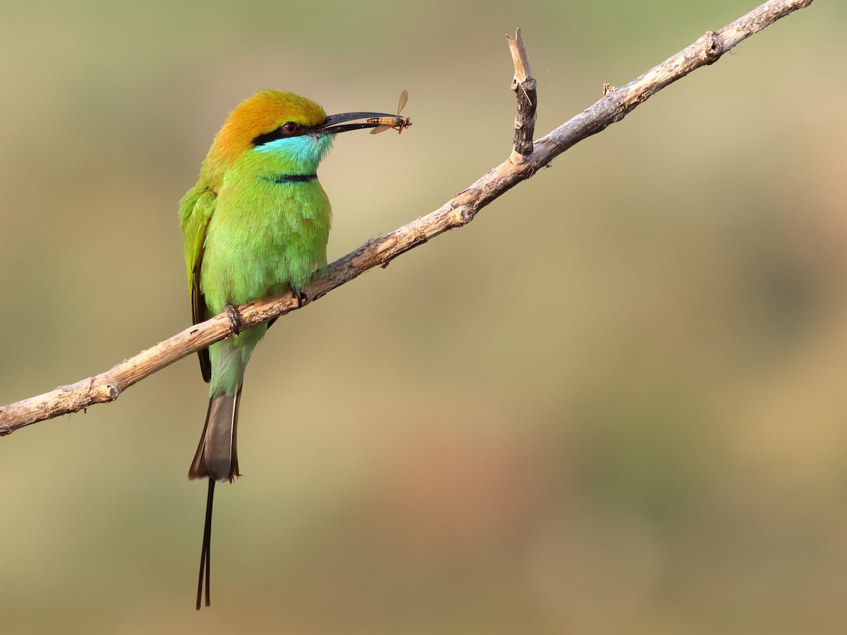 ML612922692 - Asian Green Bee-eater - Macaulay Library