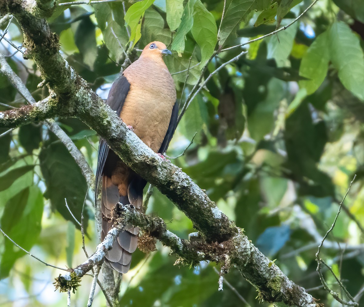 eBird Checklist - 16 Nov 2023 - Manusela National Park - 21 species