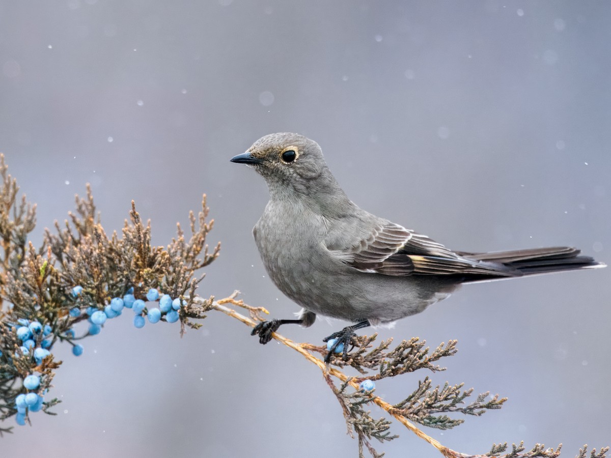 Townsend's Solitaire - Myadestes townsendi - Media Search - Macaulay ...