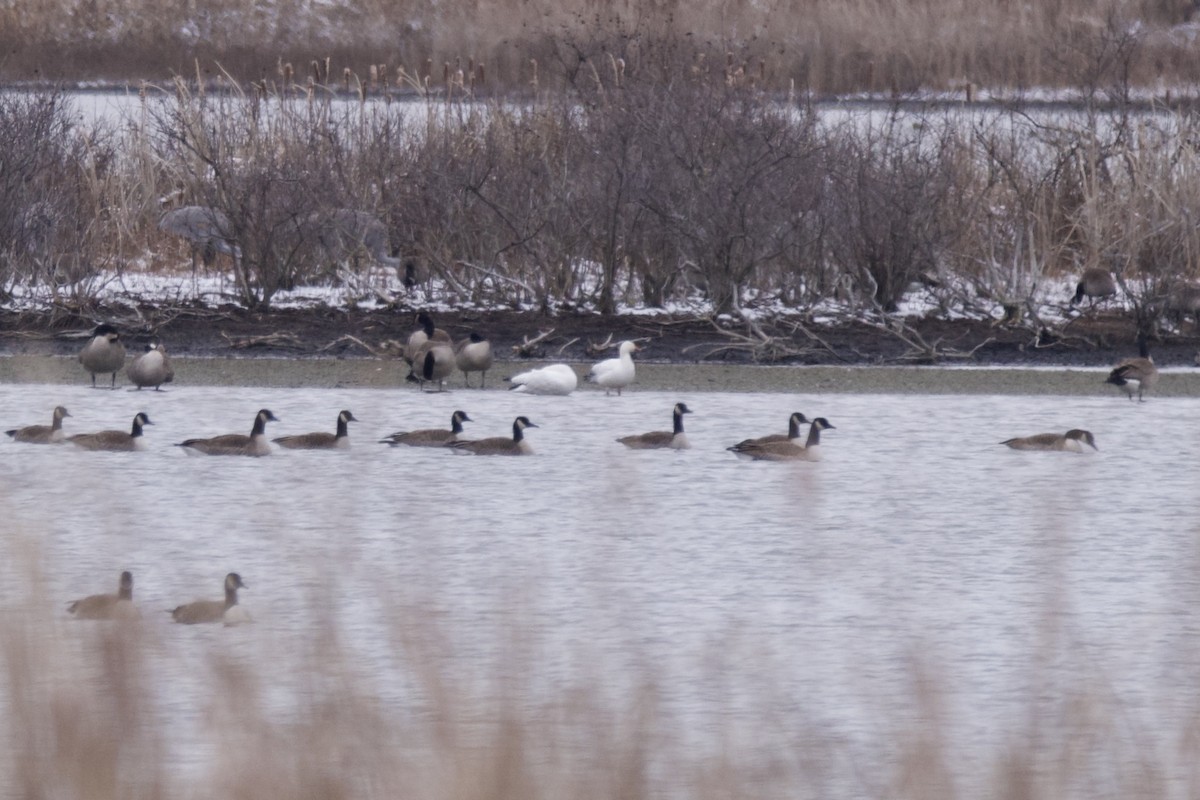 eBird Checklist - 1 Jan 2024 - Pigeon River FWA (Steuben Co.) - 7 species