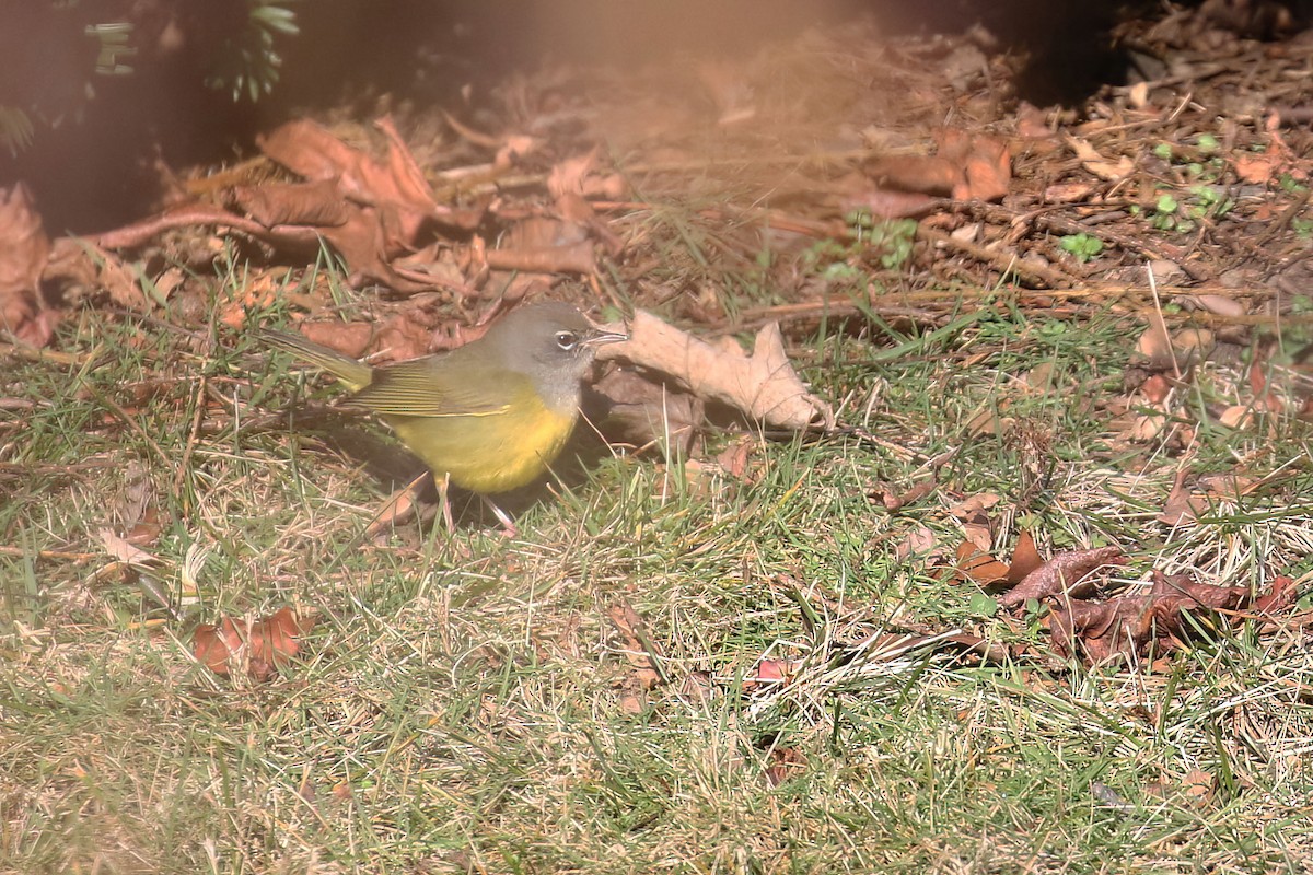 eBird Checklist - 1 Jan 2024 - stakeout MacGillivray's & Townsend's ...