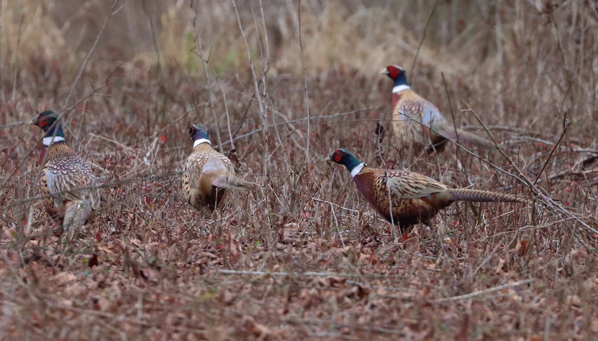 eBird Checklist - 1 Jan 2024 - Reeds Sod Farm--Allentown Lakewood Rd ...