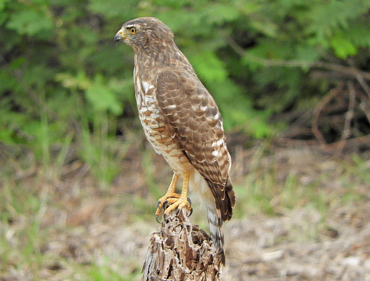 eBird Checklist - 1 Jan 2024 - Resaca de la Palma SP WBC (Brownsville ...