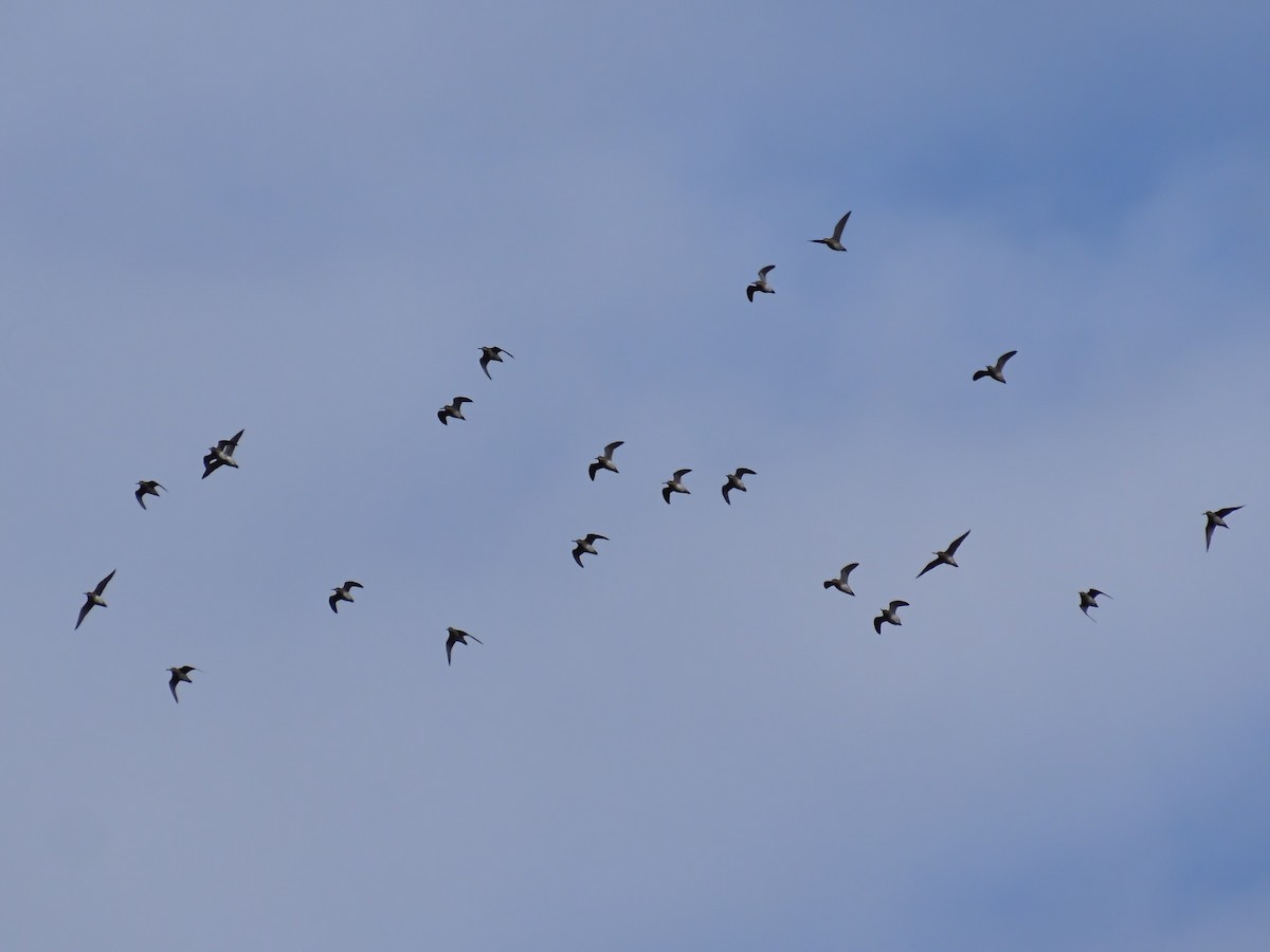 eBird Checklist - 1 Jan 2024 - John Heinz NWR--impoundment (Philadelphia Co.) - 66 species