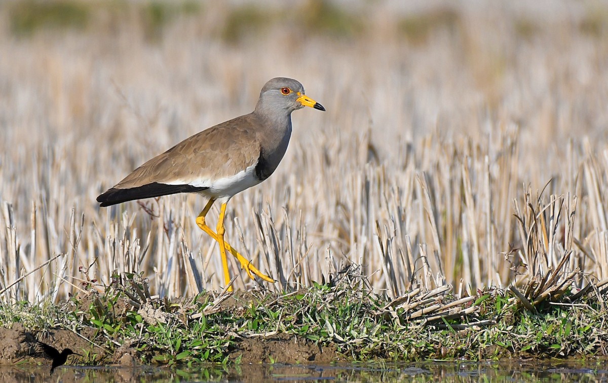 eBird Checklist - 1 Feb 2019 - Trishna WLS--Eden of Bison - 1 species