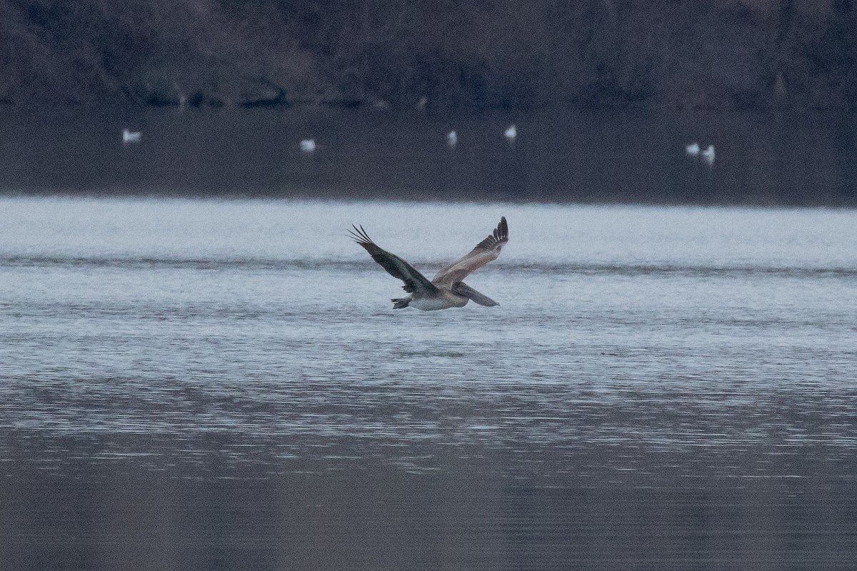 Pennsylvania Bird Atlas Checklist - 1 Jan 2024 - Van Sciver Lake (restricted access) - 9 species ...