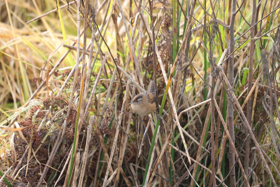 Marsh Wren (tolucensis) - eBird