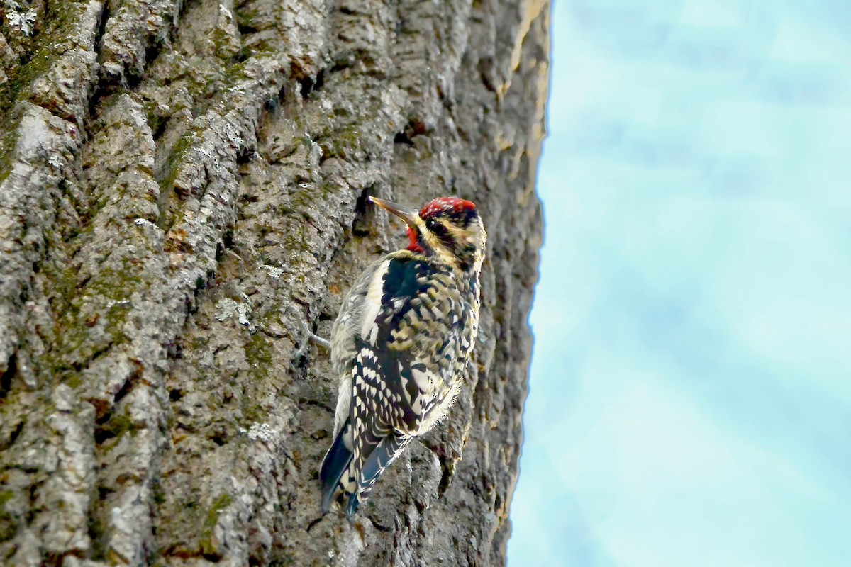 eBird Checklist - 3 Jan 2024 - Long Branch Nature Center & Park - 24 ...