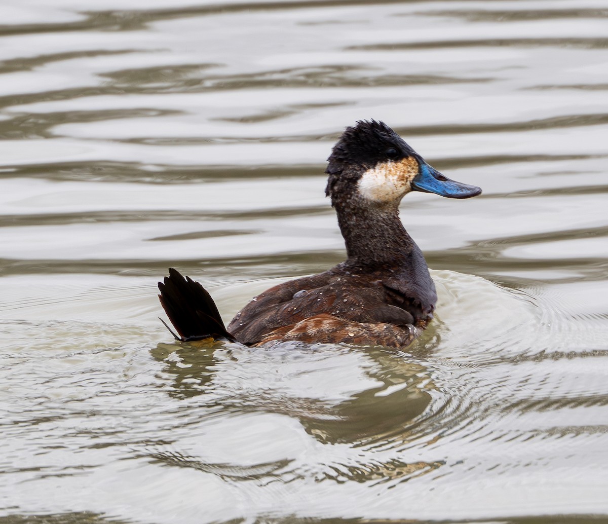 ML613049538 - Ruddy Duck - Macaulay Library
