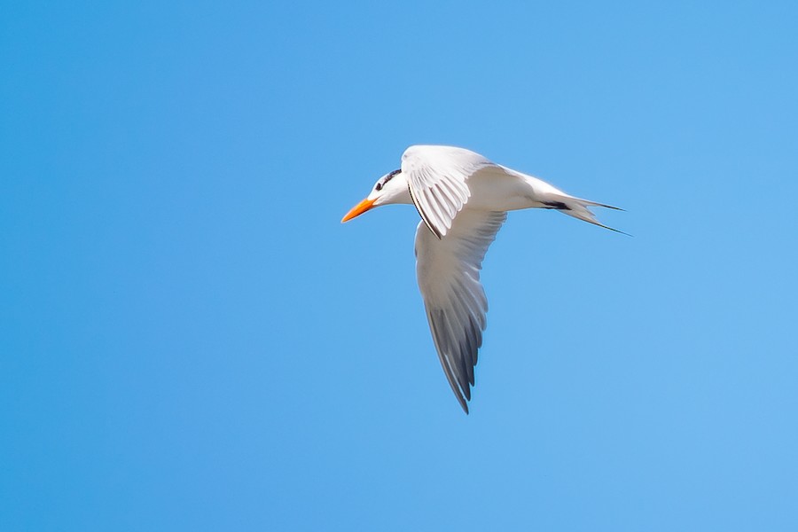 Elegant/Royal Tern - eBird