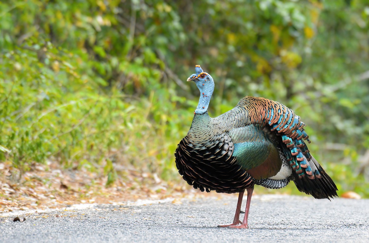 ML613055047 - Ocellated Turkey - Macaulay Library